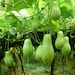 Chayote Squash(vegetable Pear/chow-chow/seeme Badinekai/seema Vankaya ...