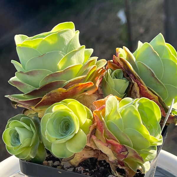 Mountain Rose Succulent - Etsy