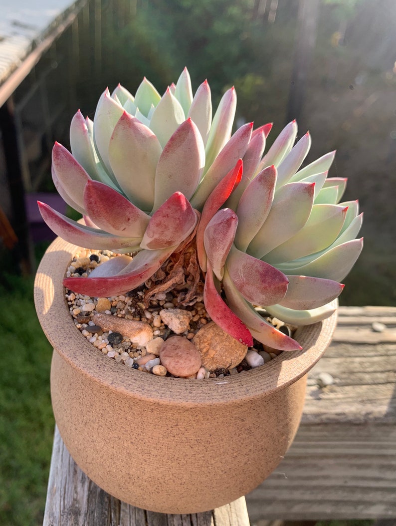 Dudleya Farinosa Flame Red Middle Coast Form Seedlings - Etsy