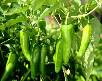 Chimayo New Mexico Landrace Heirloom Chile Pepper Premium Seed - Etsy