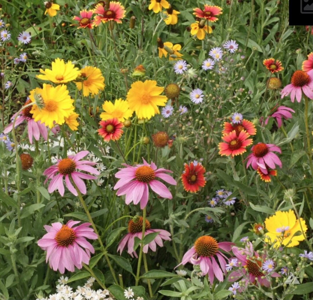 Pollinators Flower Mix Honey Bees - Etsy