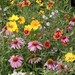 Pollinators Flower Mix Honey Bees - Etsy