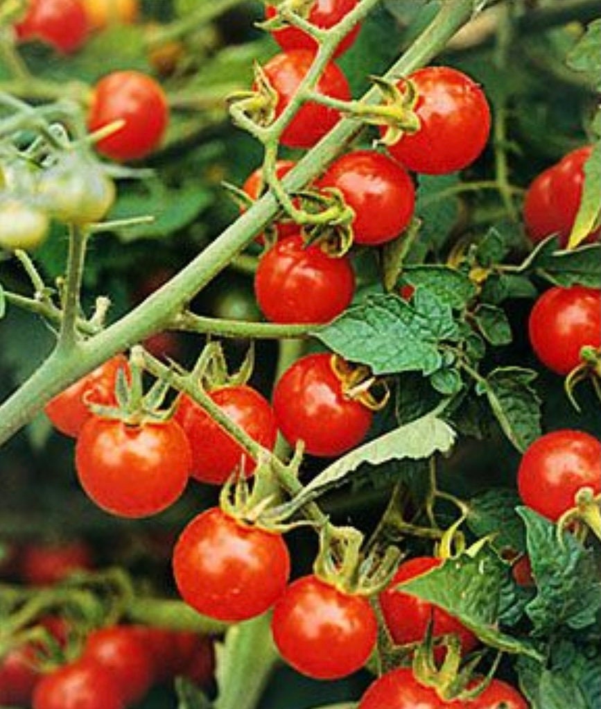 Matt’s Wild Cherry Tomato Heirloom Organic 15 Seeds - Etsy