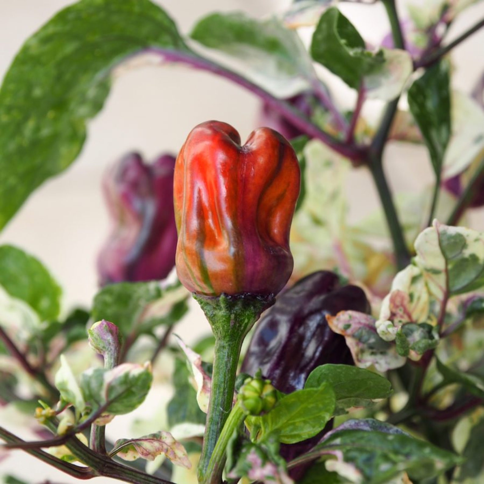 Scarlett Variegated Pepper 10 Seeds - Etsy