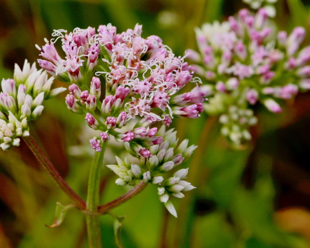 Climbing Hempvine 25 Seeds - Etsy
