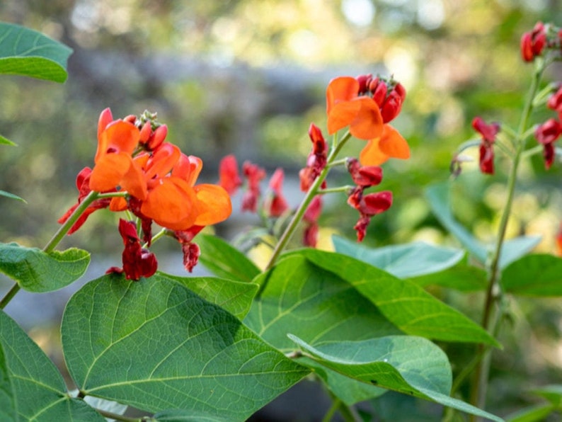Scarlett Runner Bean 25 Seeds - Etsy