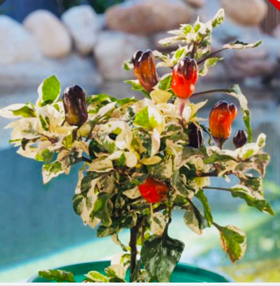 Scarlett Variegated Pepper 10 Seeds - Etsy
