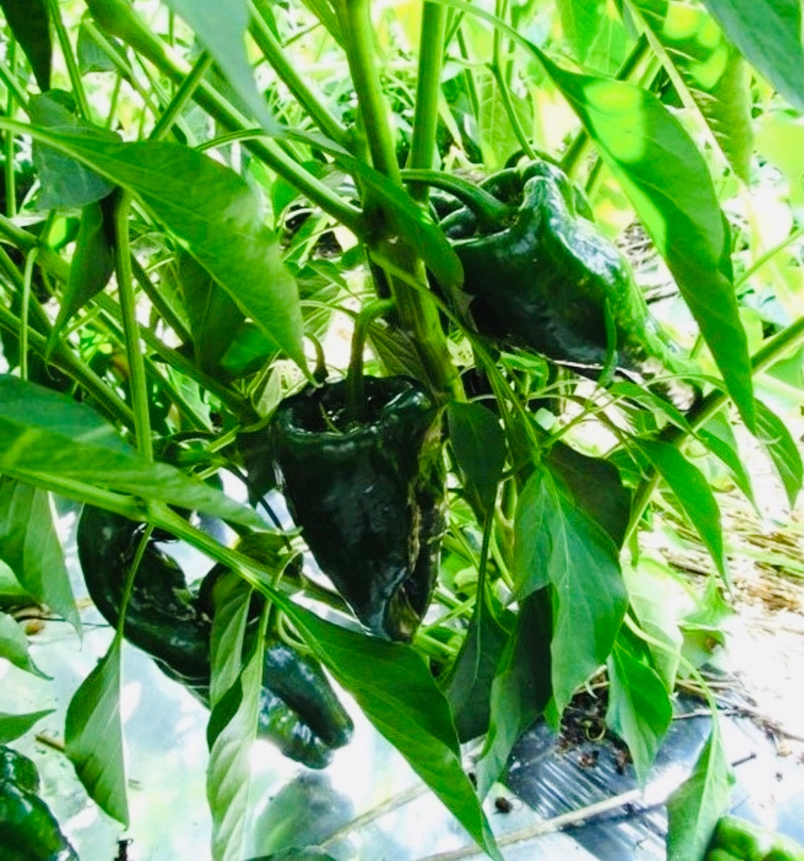 Poblano Pepper 20 Seeds - Etsy