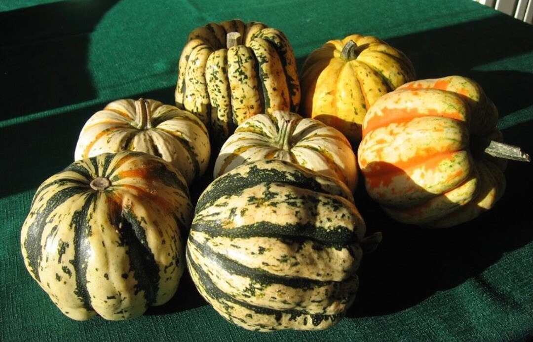 Sweet Dumpling Squash 10 Seeds Organic Heirloom - Etsy