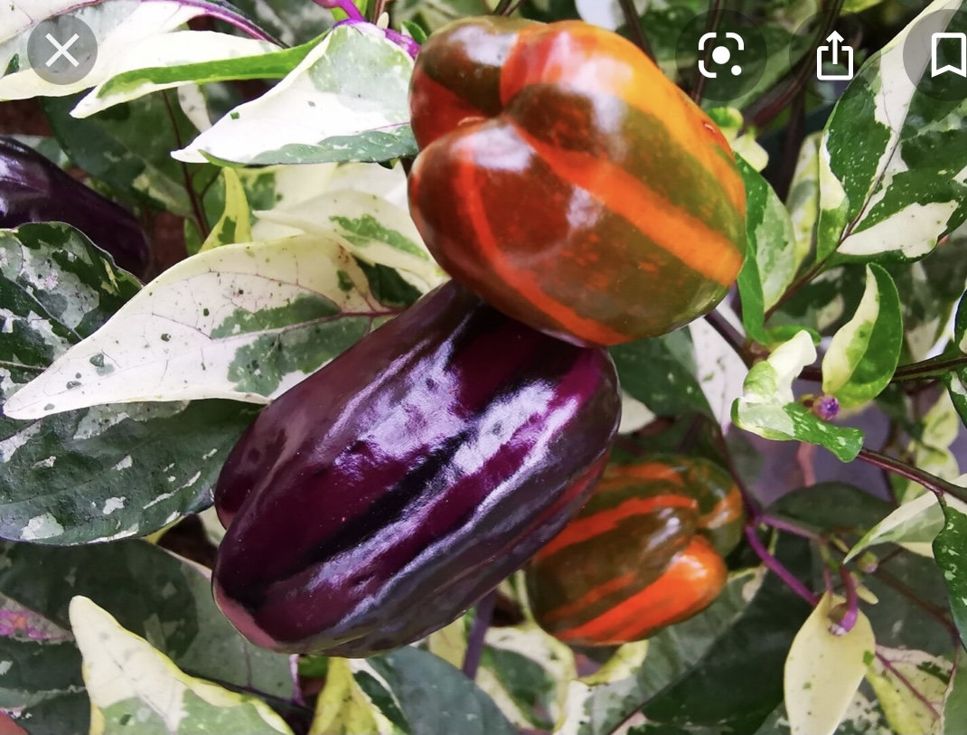 Scarlett Variegated Pepper 10 Seeds - Etsy