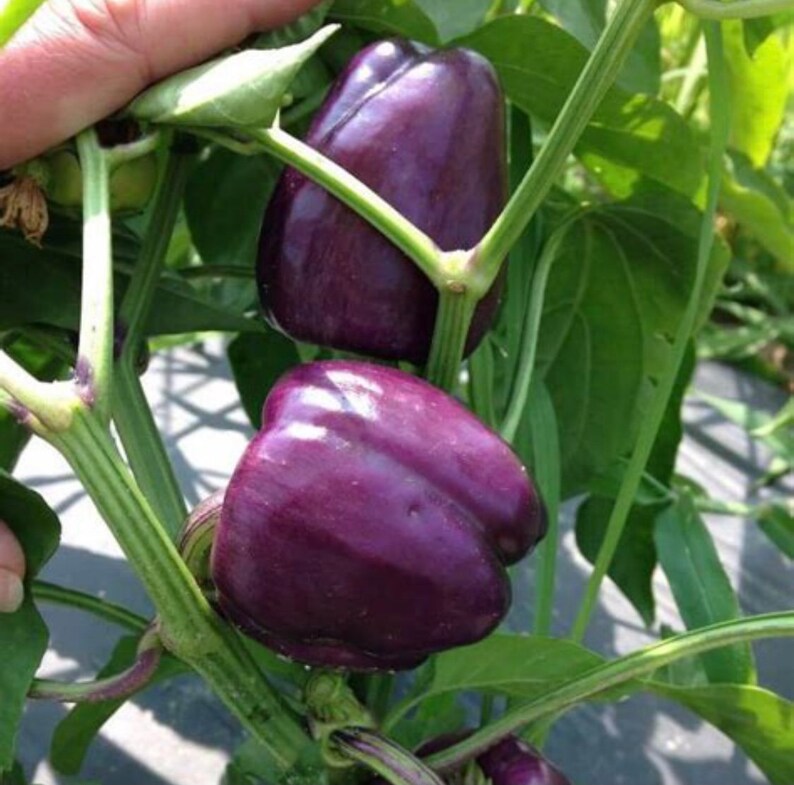 Purple Beauty Bell Pepper 10 Seeds - Etsy