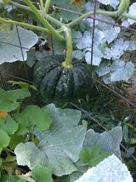 Black Futsu Winter Squash 15 Seeds - Etsy