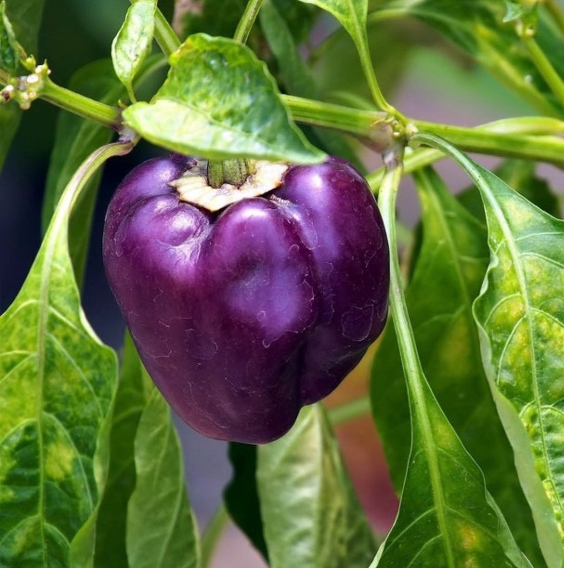 Purple Beauty Bell Pepper 10 Seeds - Etsy