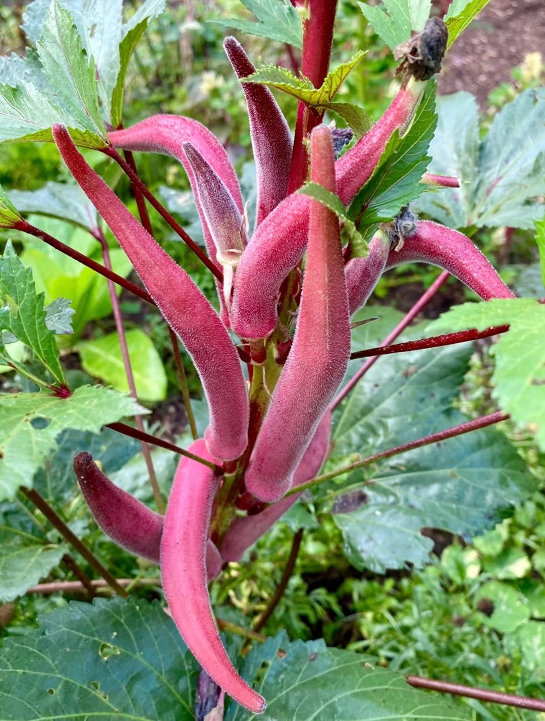 Pink Okra 25 Seeds - Etsy