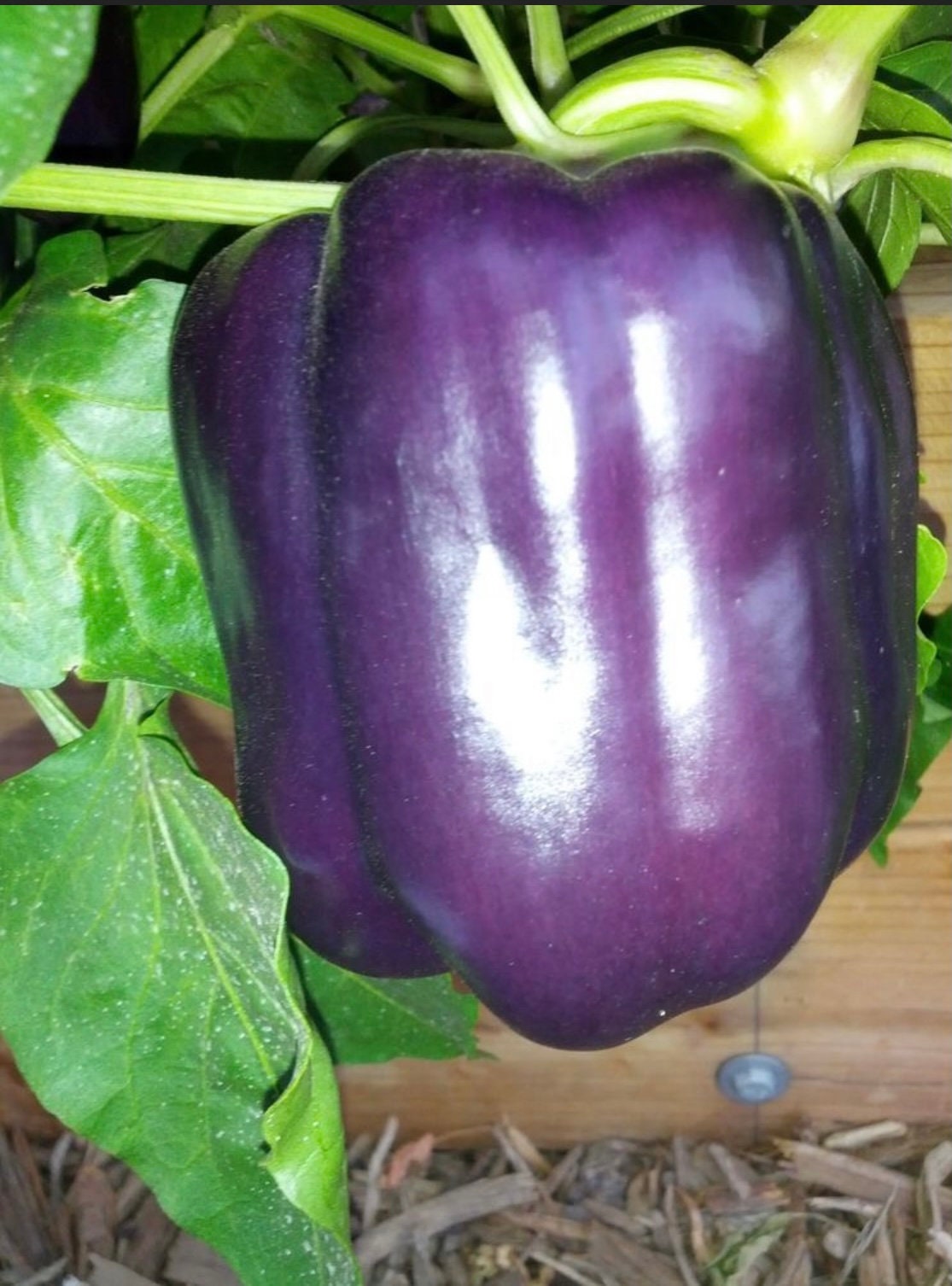 Purple Beauty Bell Pepper 10 Seeds - Etsy