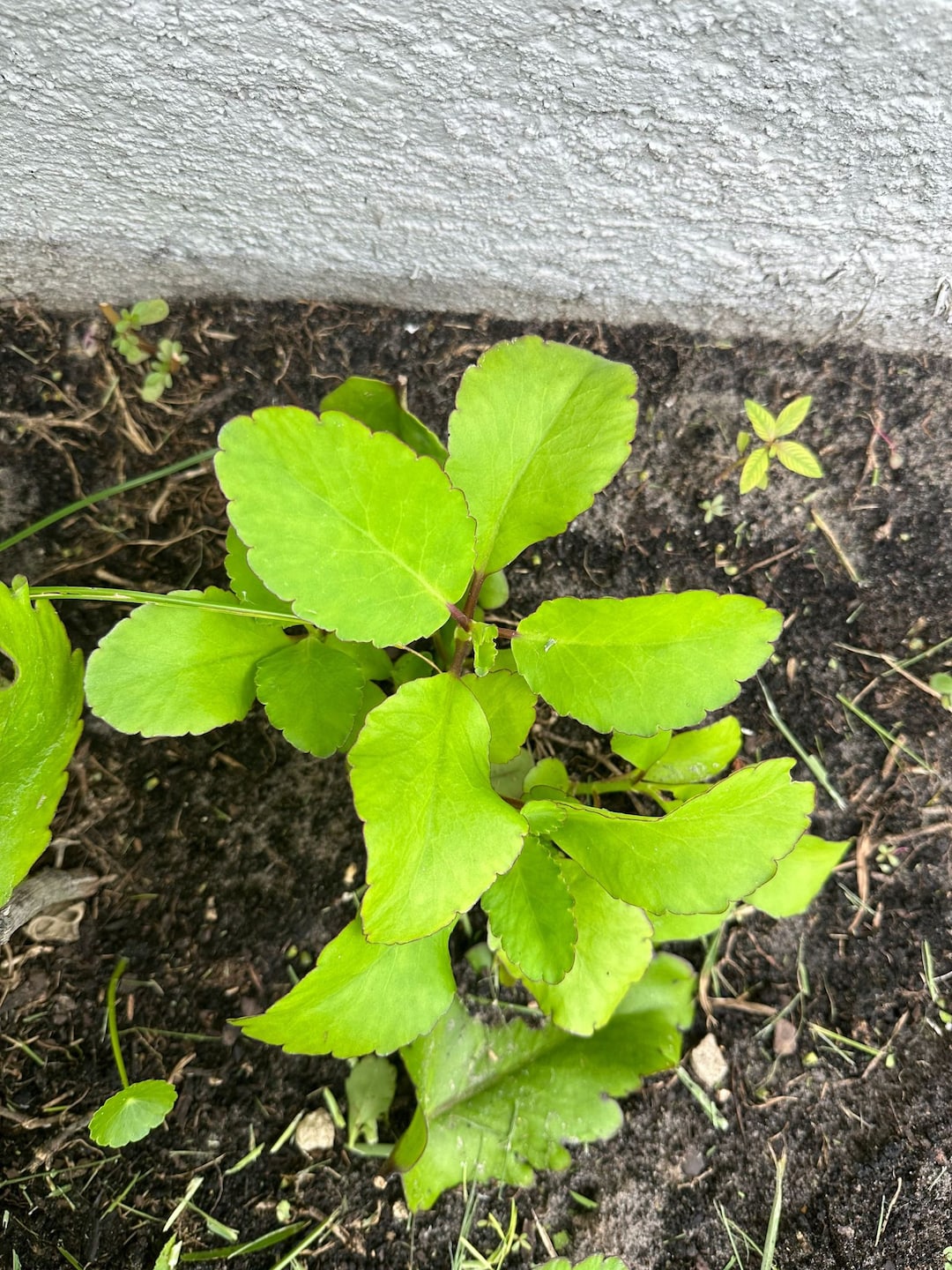 Miracle Leaf Plant (2 Cuttings) --KALANCHOE PINNATA Miracle Leaf Air ...