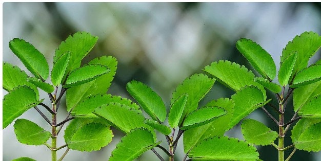 Miracle Leaf Plant 10 Leaves Medicinal Plant ,planting Can Be Done ...