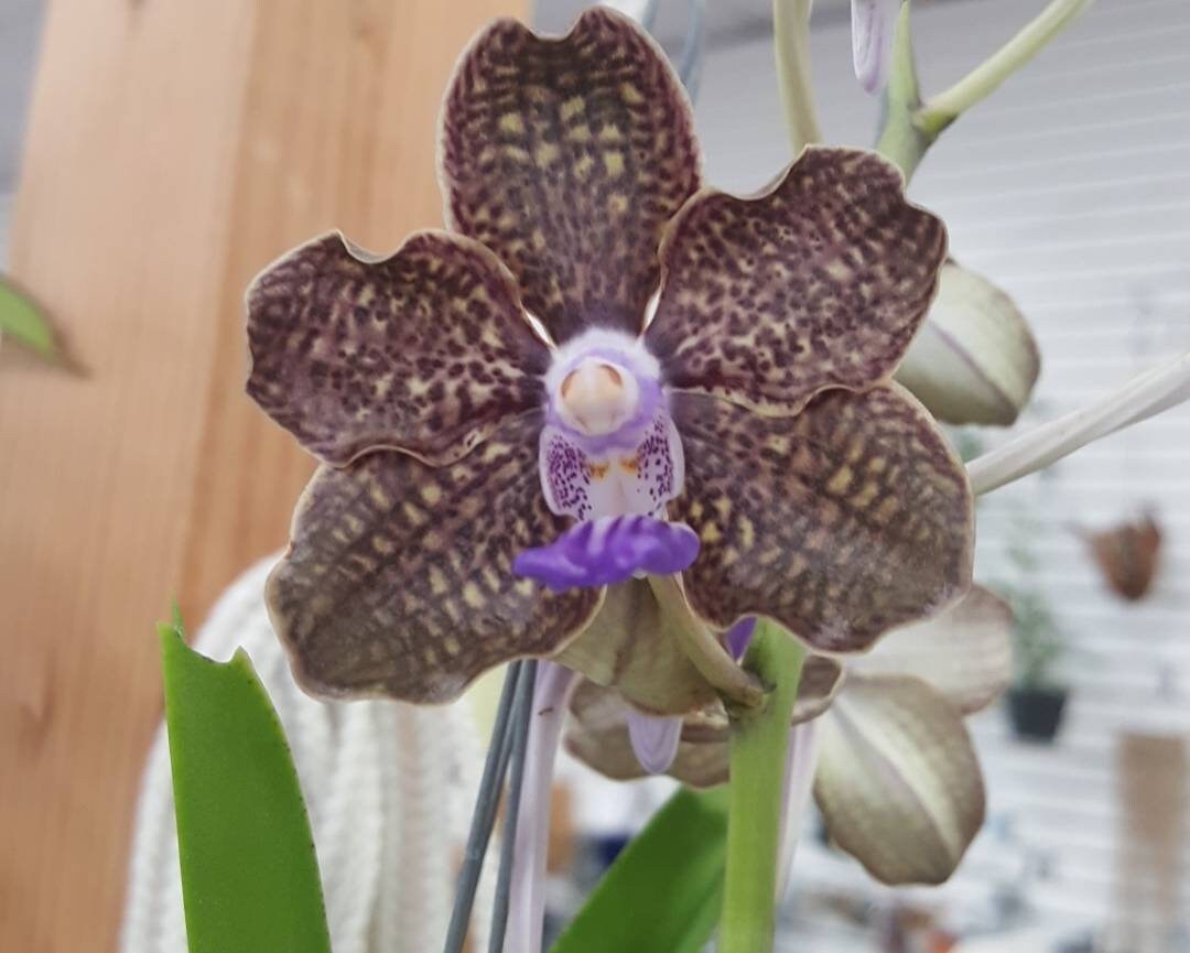 Vanda Fragrant " Mimi Palmer ", South Florida Grown - Etsy