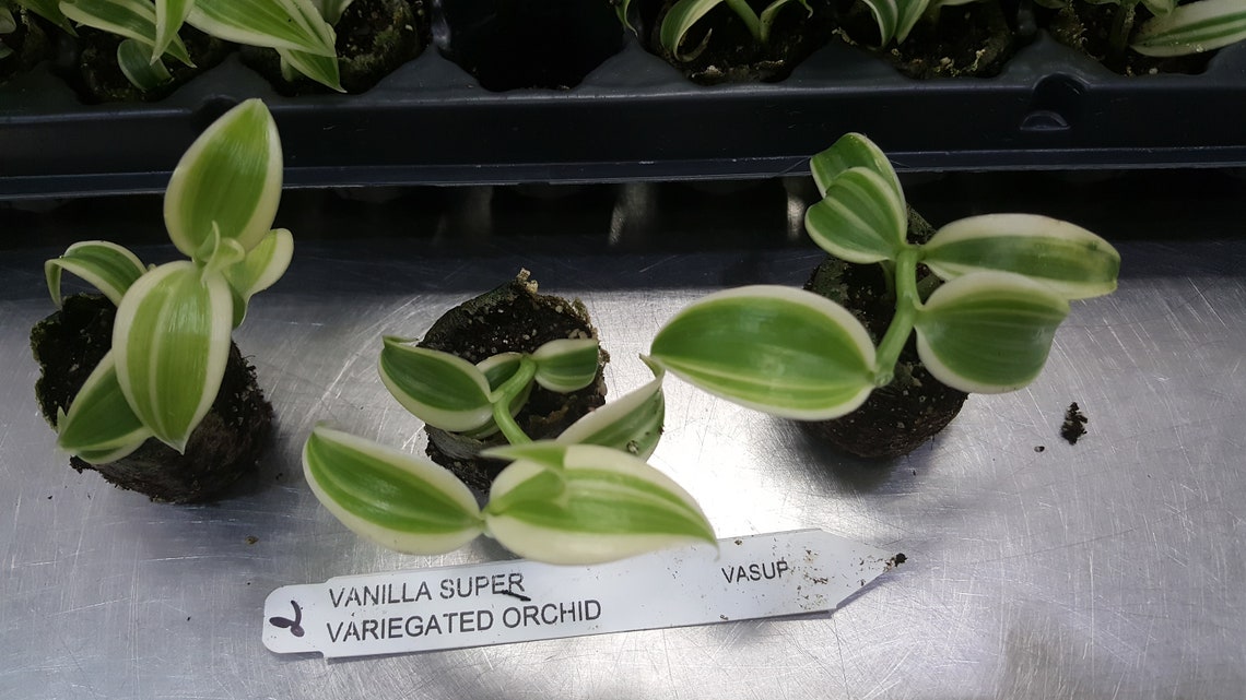 Variegated Vanilla Orchid Planifolia South Florida Grown | Etsy