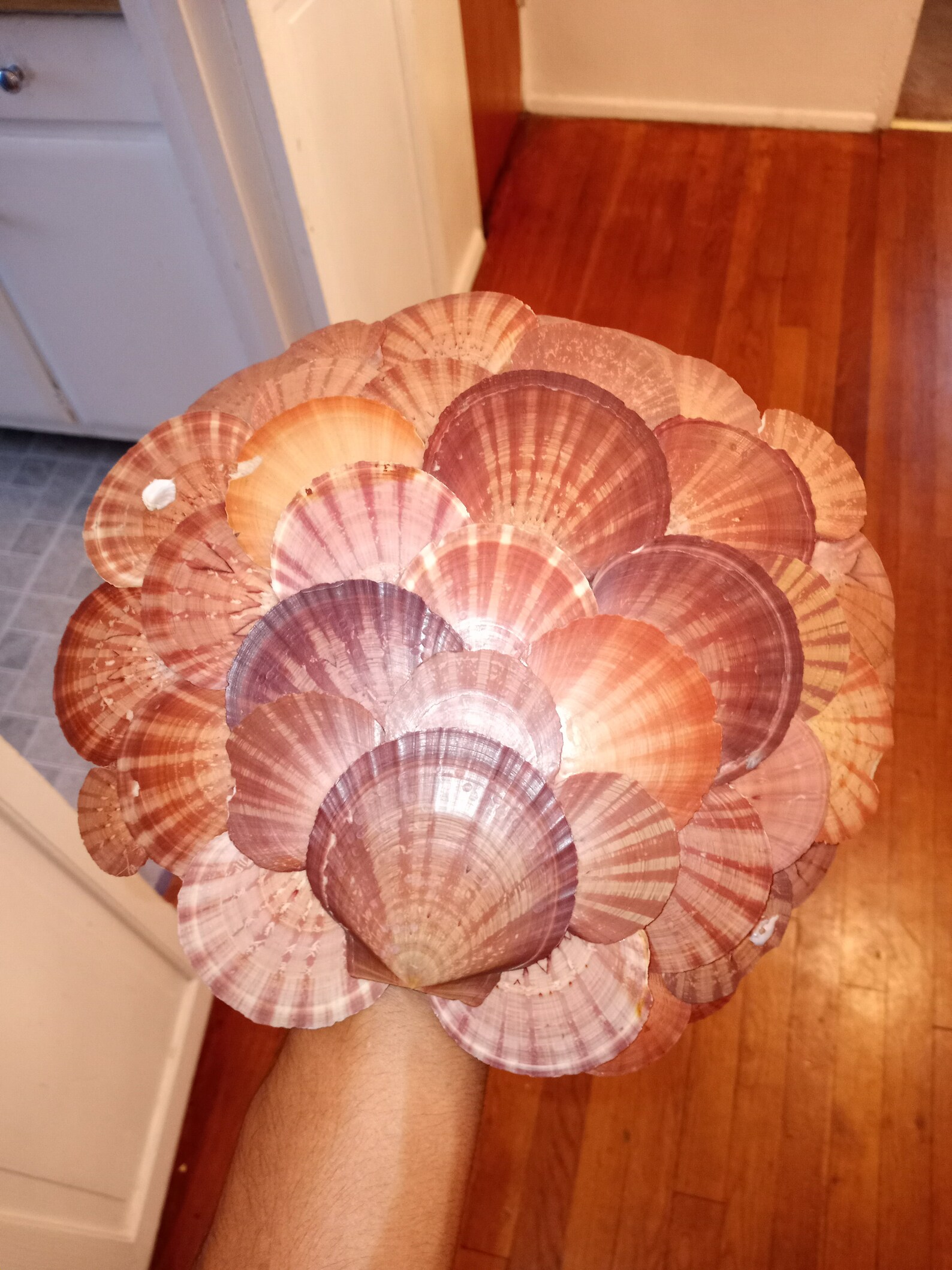 Fan Shaped Seashell at Joan Byrd blog