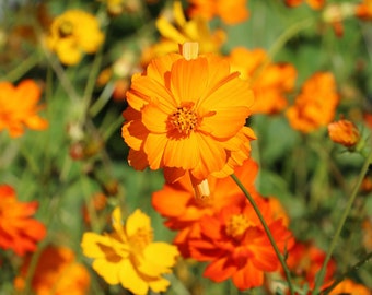 Cosmo Bright Light Flower Seeds Non-gmo Heirloom Fresh Garden Seeds - Etsy