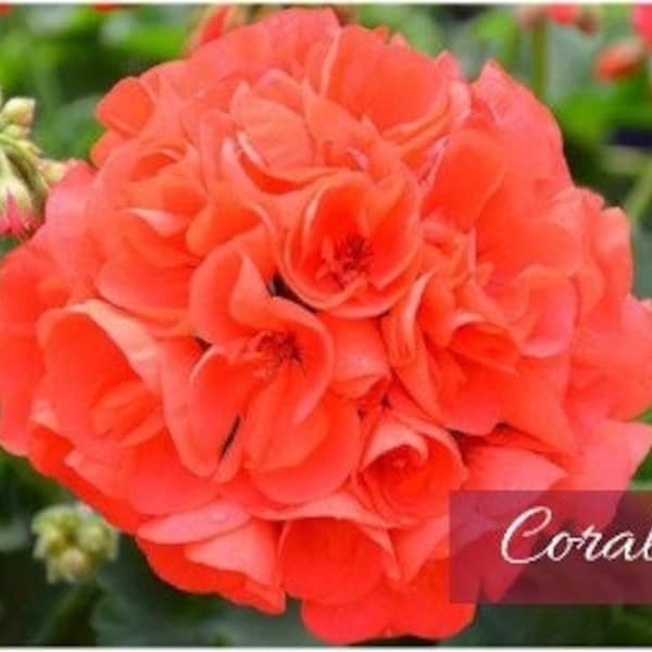 Geranium Seeds - Etsy