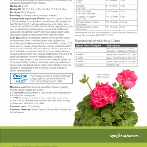 Geranium (violet) - Pinto Premium Series; Huge 4-5" Blooms; Great for ...