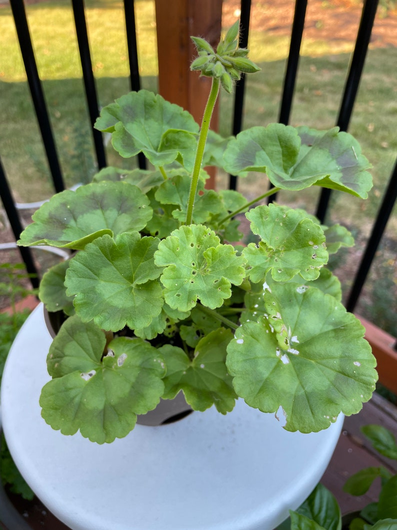 Geranium Deep Rose Seeds: Pinto Premium Series; 5" Flower Blooms, High ...