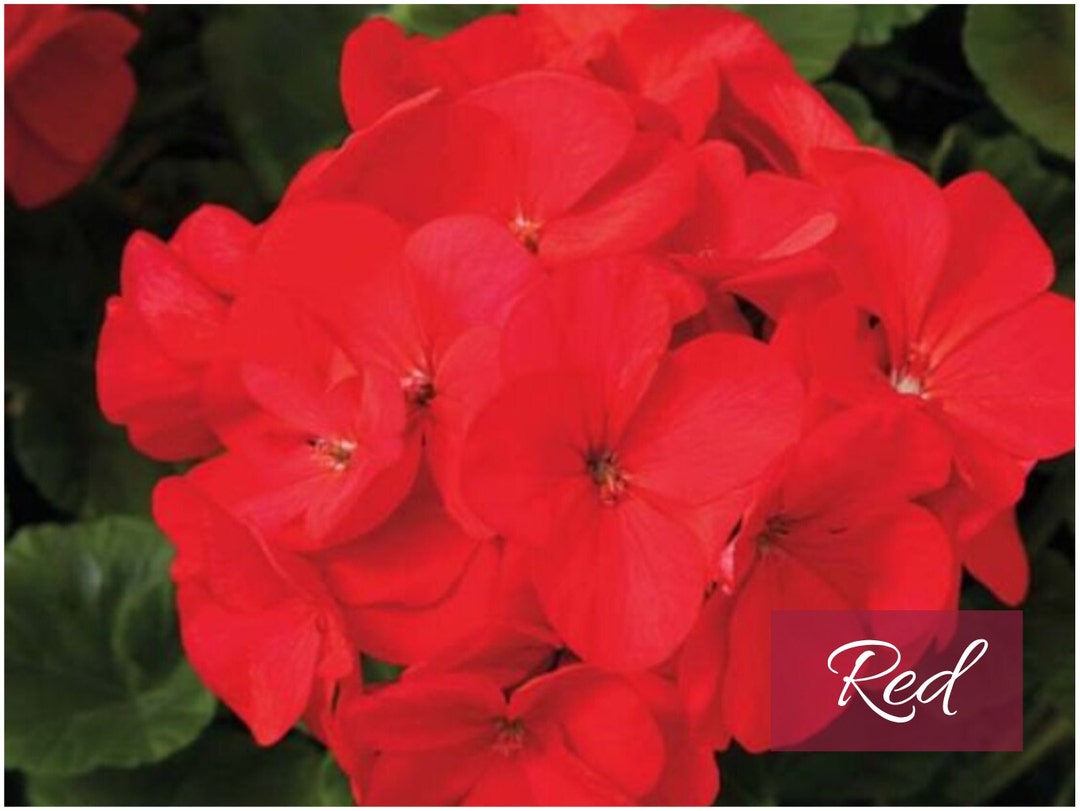 Geranium red Seeds Maverick Series Enormous 5 Flower Blooms Ideal for ...