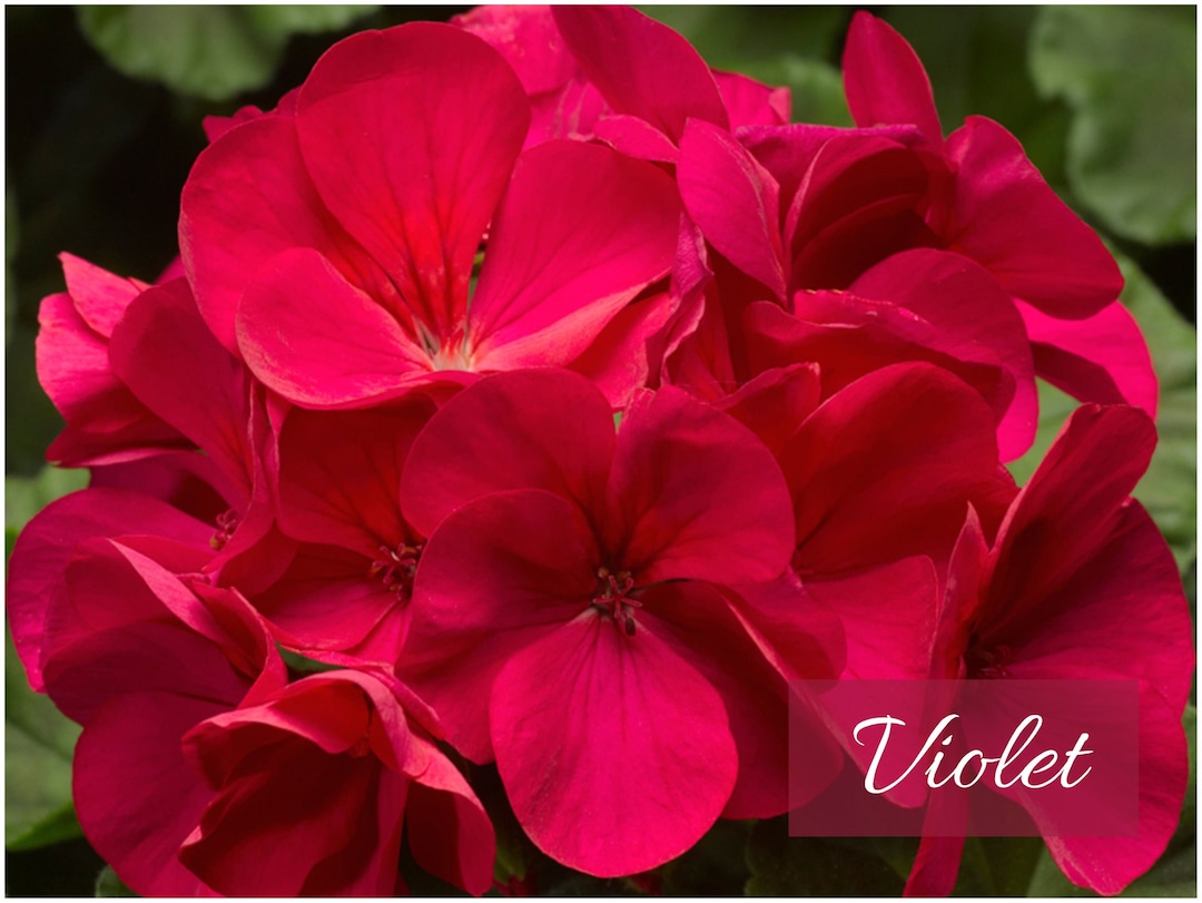 Geranium (violet) - Pinto Premium Series; Huge 4-5" Blooms; Great for ...