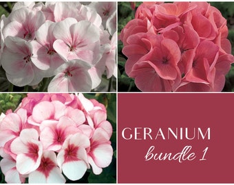 Geranium Drought Tolerant Pelargonium Zonale Geranium Rose Flower Seeds ...