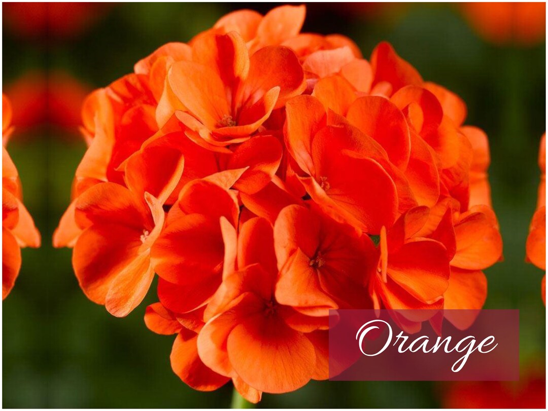 Geranium orange Seeds Pinto Premium Huge 4-5 Blooms Color All Summer - Etsy