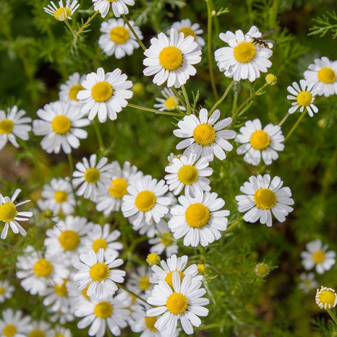 500 German Chamomile Seeds | Fresh, Premium | Sweet, Fruity Fragrance ...
