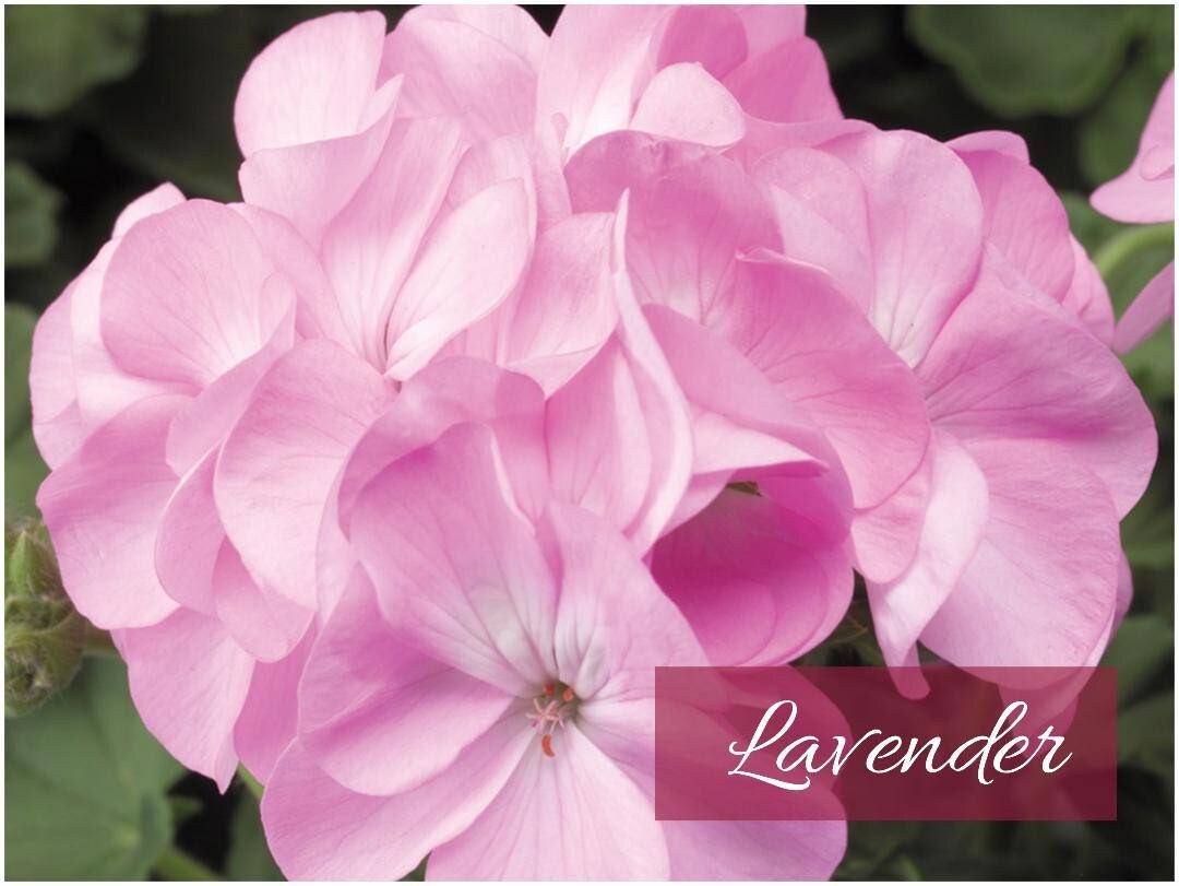 Geranium Lavender Color Seeds | Pinto Premium | 5” Flower Blooms ...