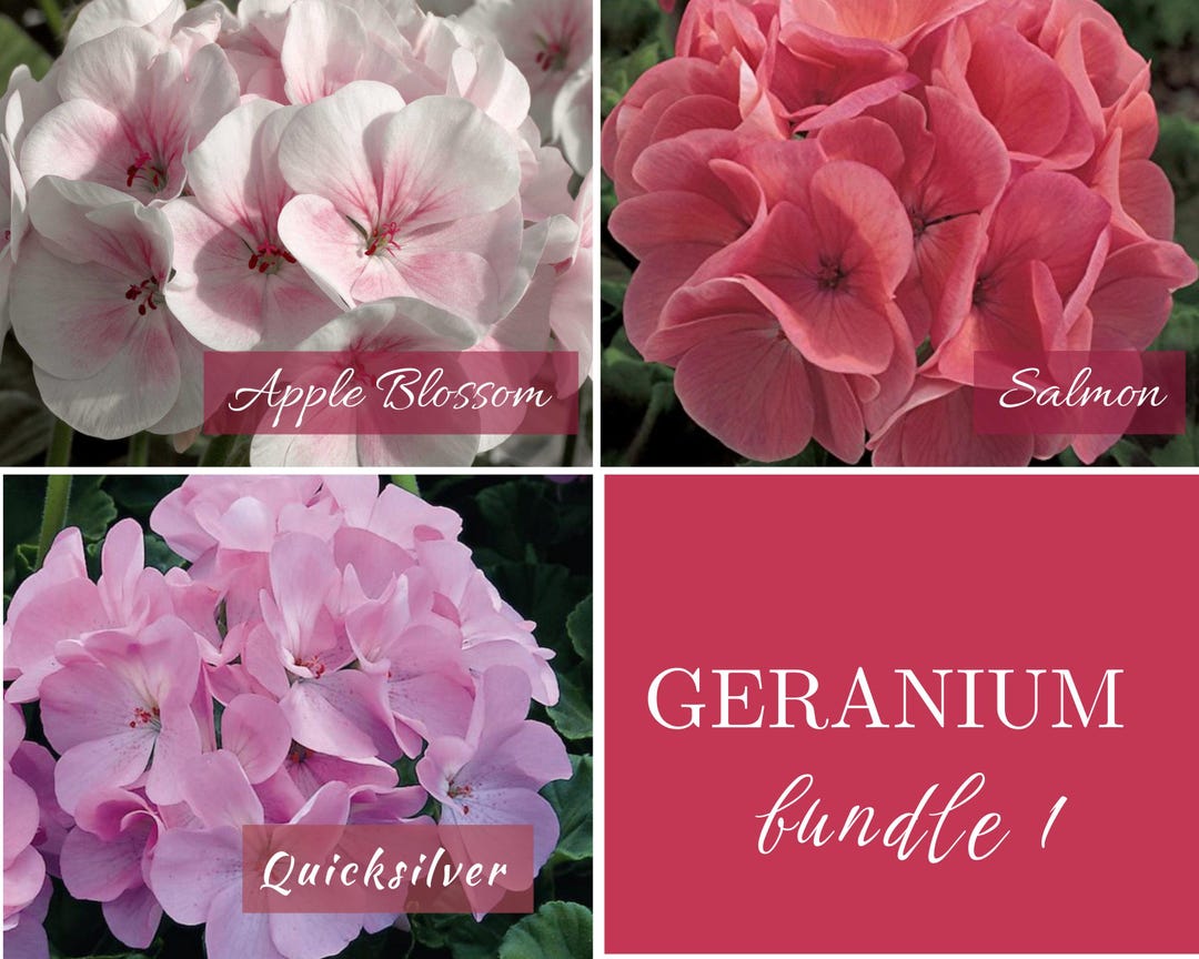 Geranium Bundle | 3 Color Varieties | Apple Blossom, Salmon and ...