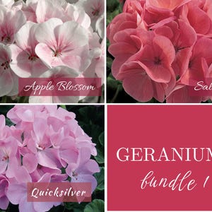 Geranium Bundle | 3 Color Varieties | Apple Blossom, Salmon and ...