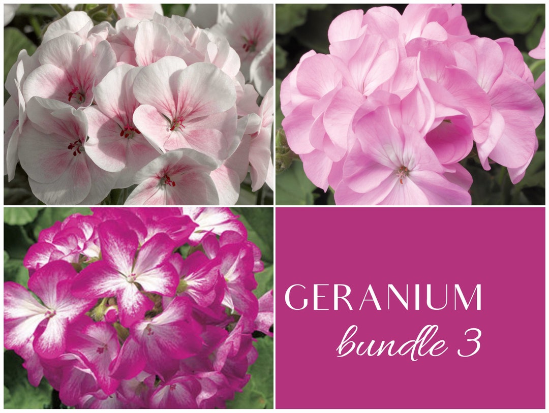 Geranium Seed Collection: Apple Blossom, Lavender, Rose Star ...