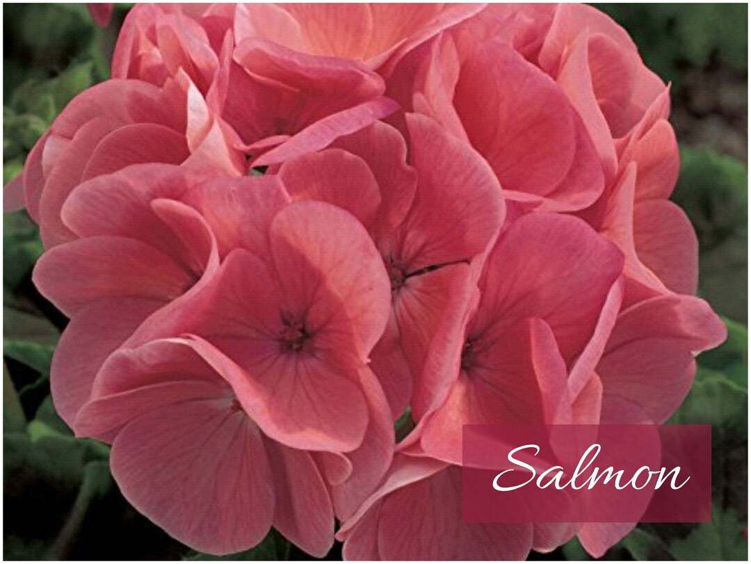 Geranium (salmon) Seeds - Maverick Series; Enormous 5” Flower Blooms ...
