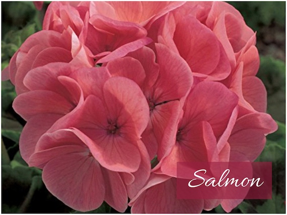 Maverick Star Geraniums