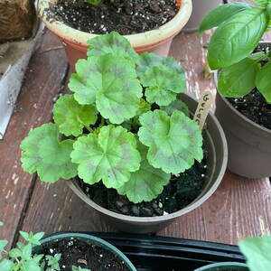 Geranium (salmon Splash) - Pinto Premium Huge 4-5" Blooms; Great for ...