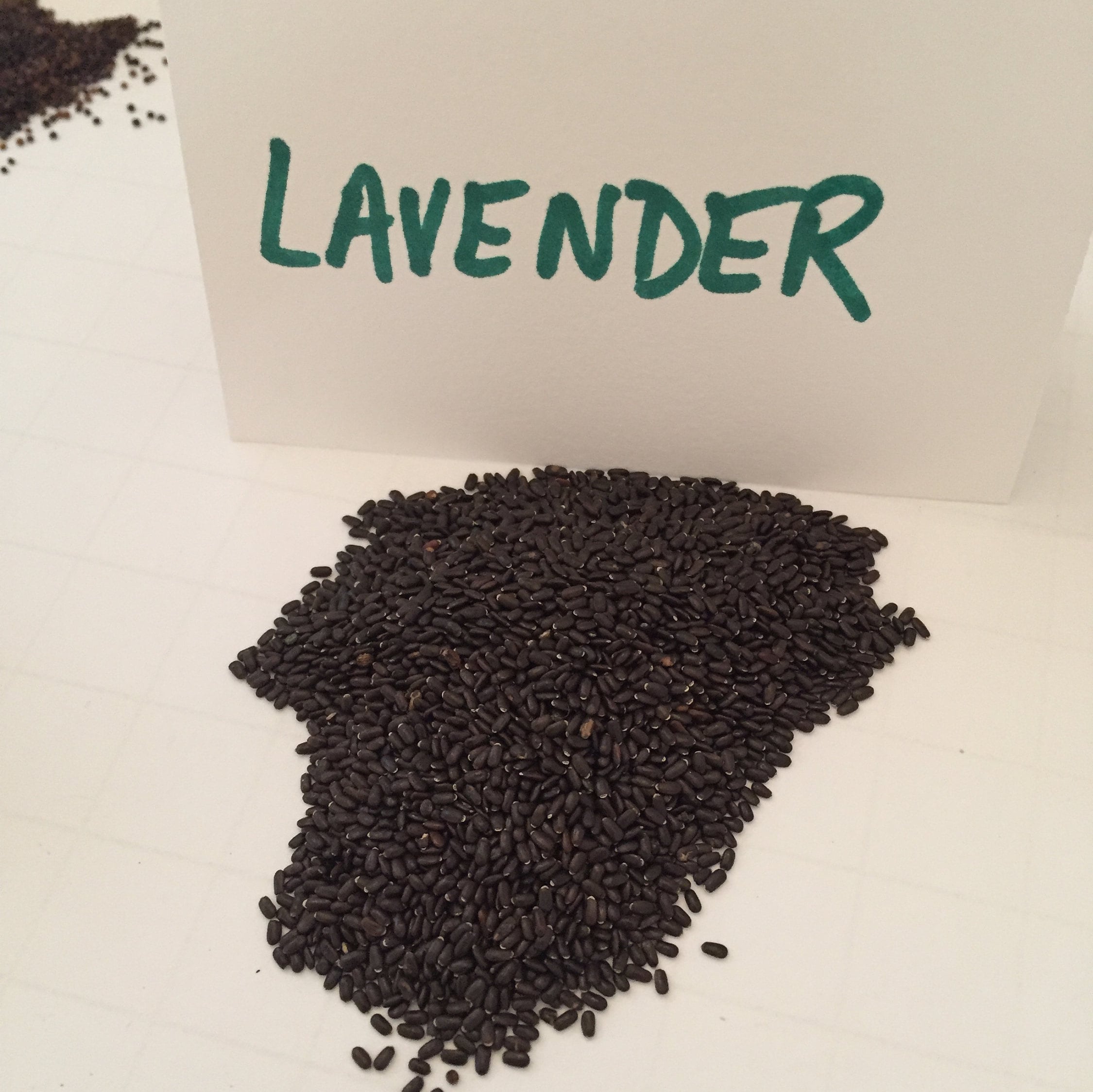 Lavender Seeds Fresh Premium Non-gmo Herb Seeds Grow - Etsy