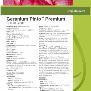 Geranium (violet) - Pinto Premium Series; Huge 4-5" Blooms; Great for ...