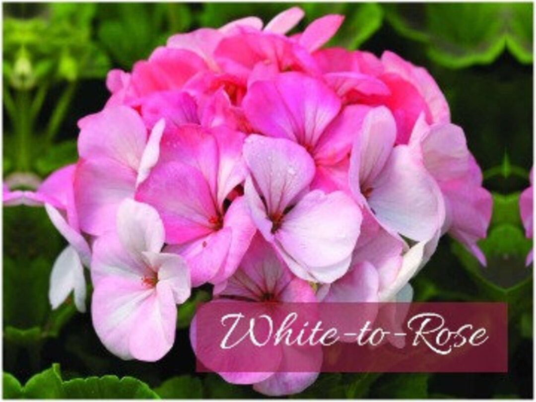 Geranium White Rose | Pinto Premium Seeds | Enormous 5” Flower Blooms ...