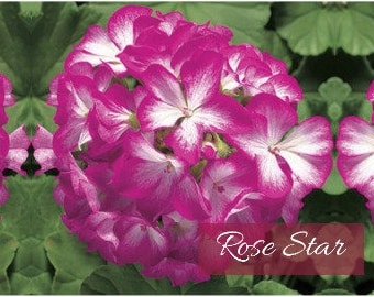 Geranium Drought Tolerant Pelargonium Zonale Geranium Rose Flower Seeds ...