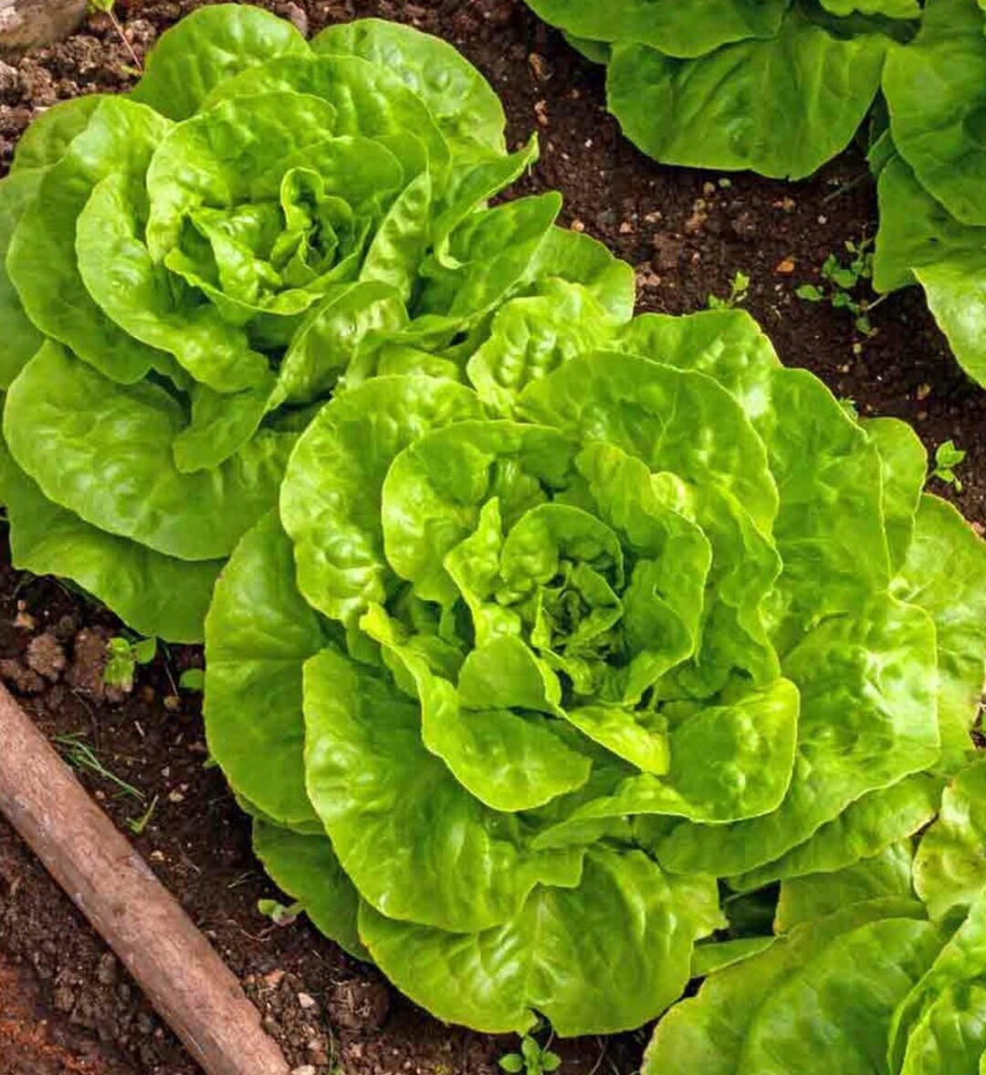 Bibb Lettuce Seeds: Summer Crisp, Red Spotted - 200 Seeds - Etsy