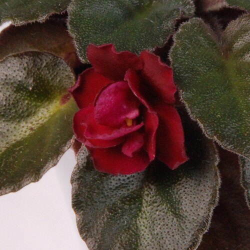 Plants & Seedlings Red Sun Rising African Violet Plant Plants, Seeds ...