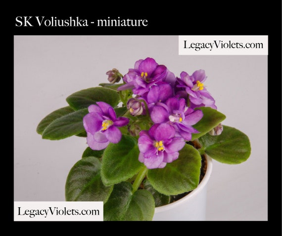 Outdoor & Gardening Home & Living purple violet Mini African Violet ...