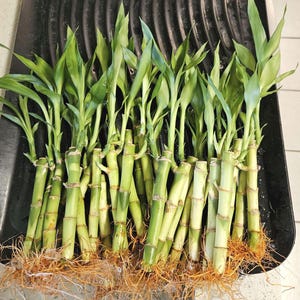 Lucky Bamboo Arrangement 6"8" in a Cute Tin Basket, Christmas Gift ...