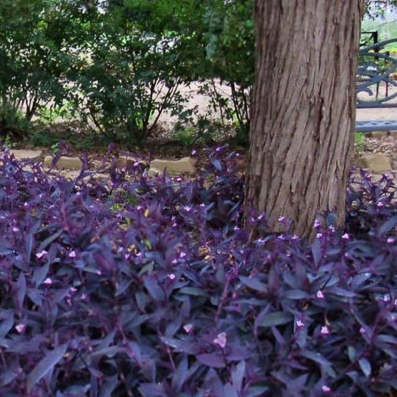 Wandering Jew Plant - Etsy