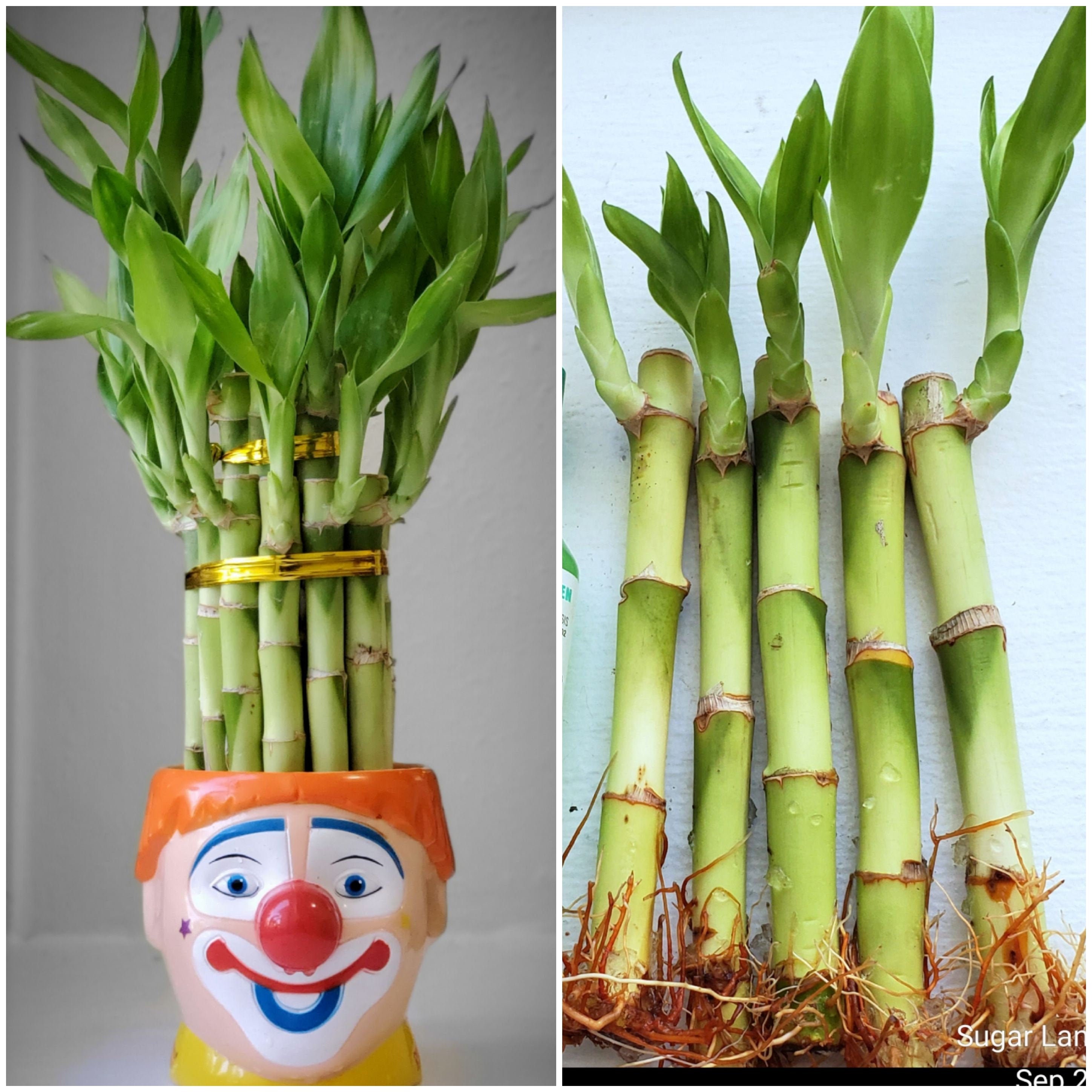 6" Lucky Bamboo 5 Stalks: Feng Shui Indoor Plant - Etsy